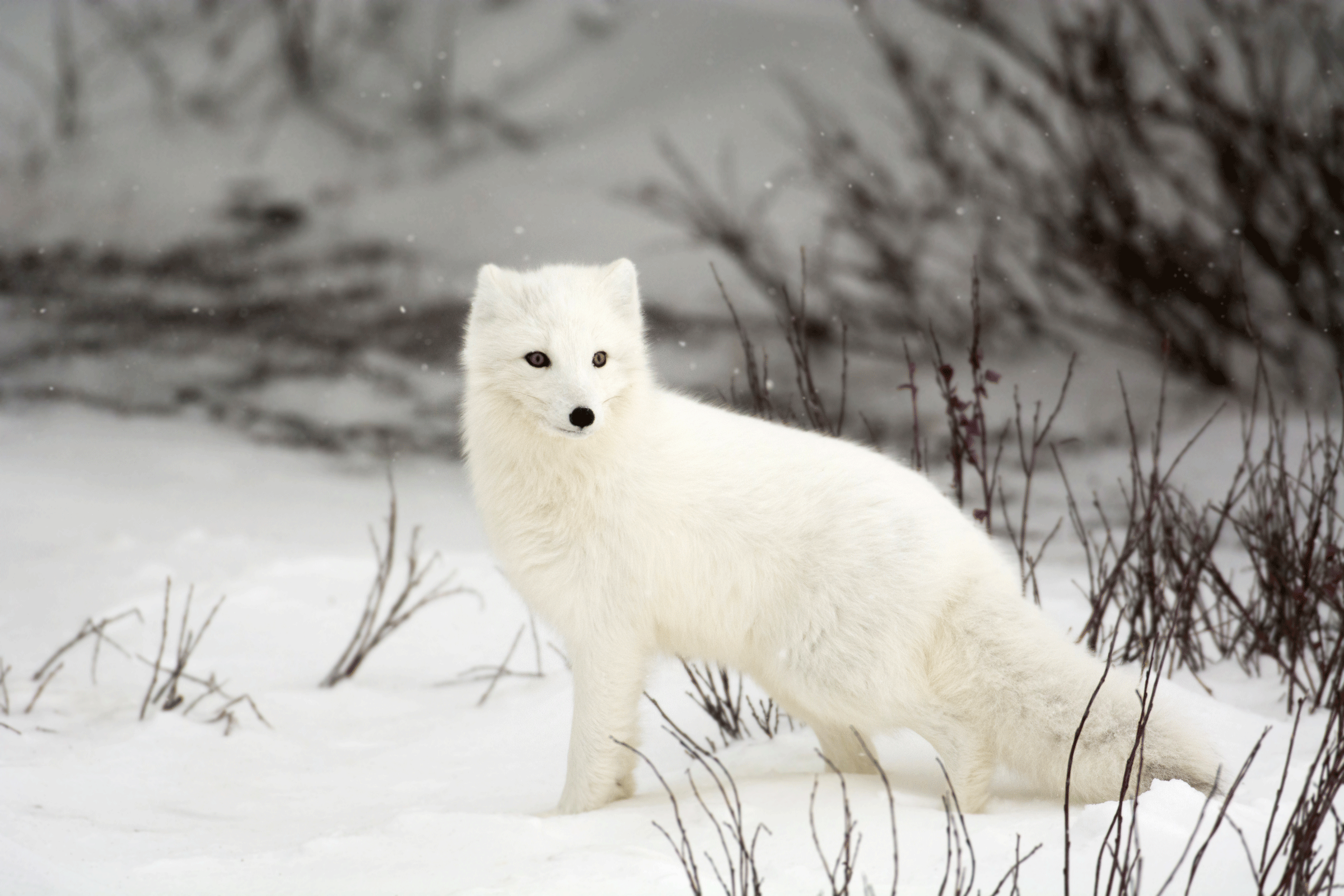 Arctic Fox Wallpapers Images Photos Pictures Backgrounds Arctic Fox Wallpapers Images Photos Pictures Backgrounds