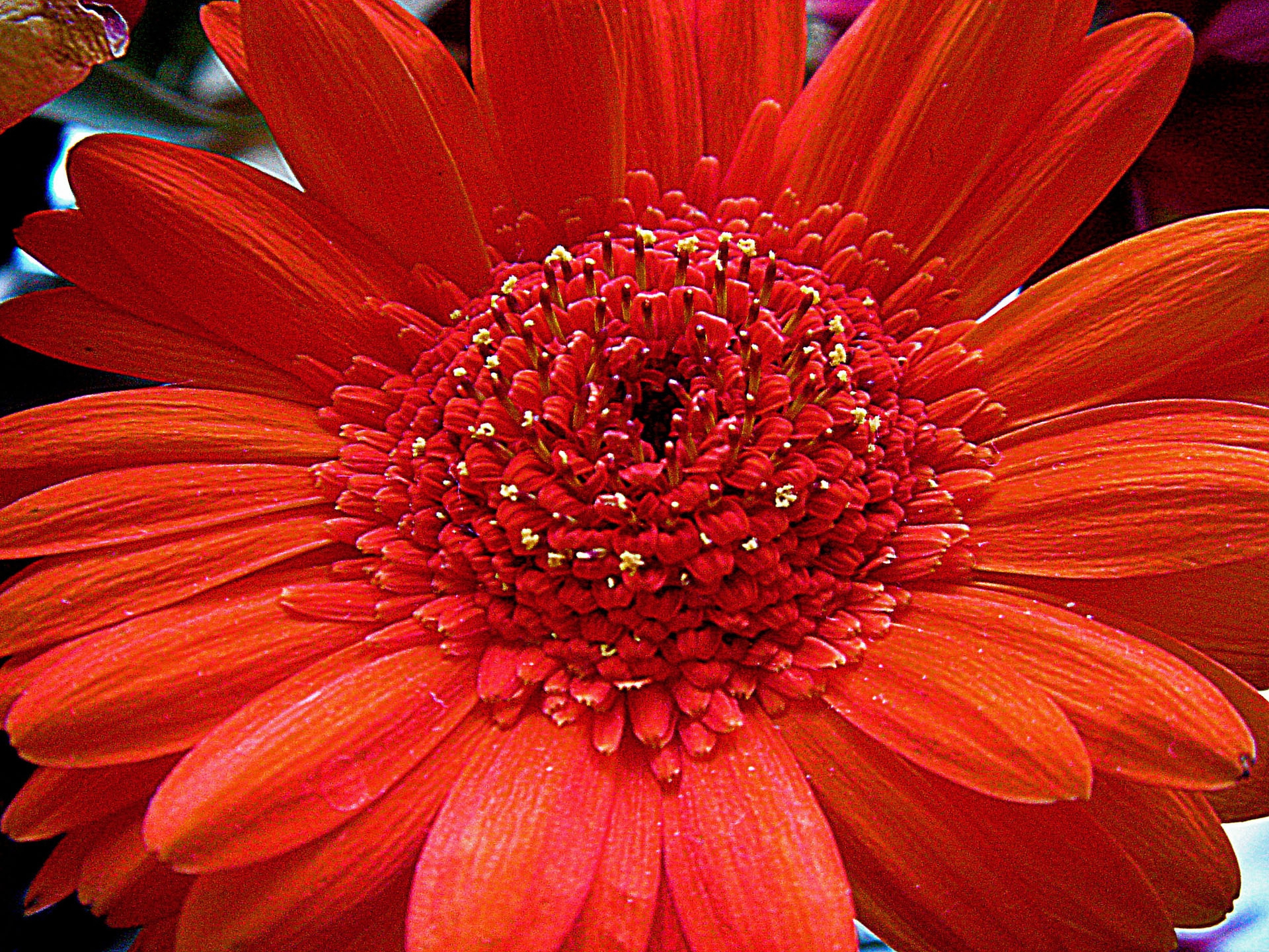 Autumn Flower Wallpapers Images Photos Pictures Backgrounds