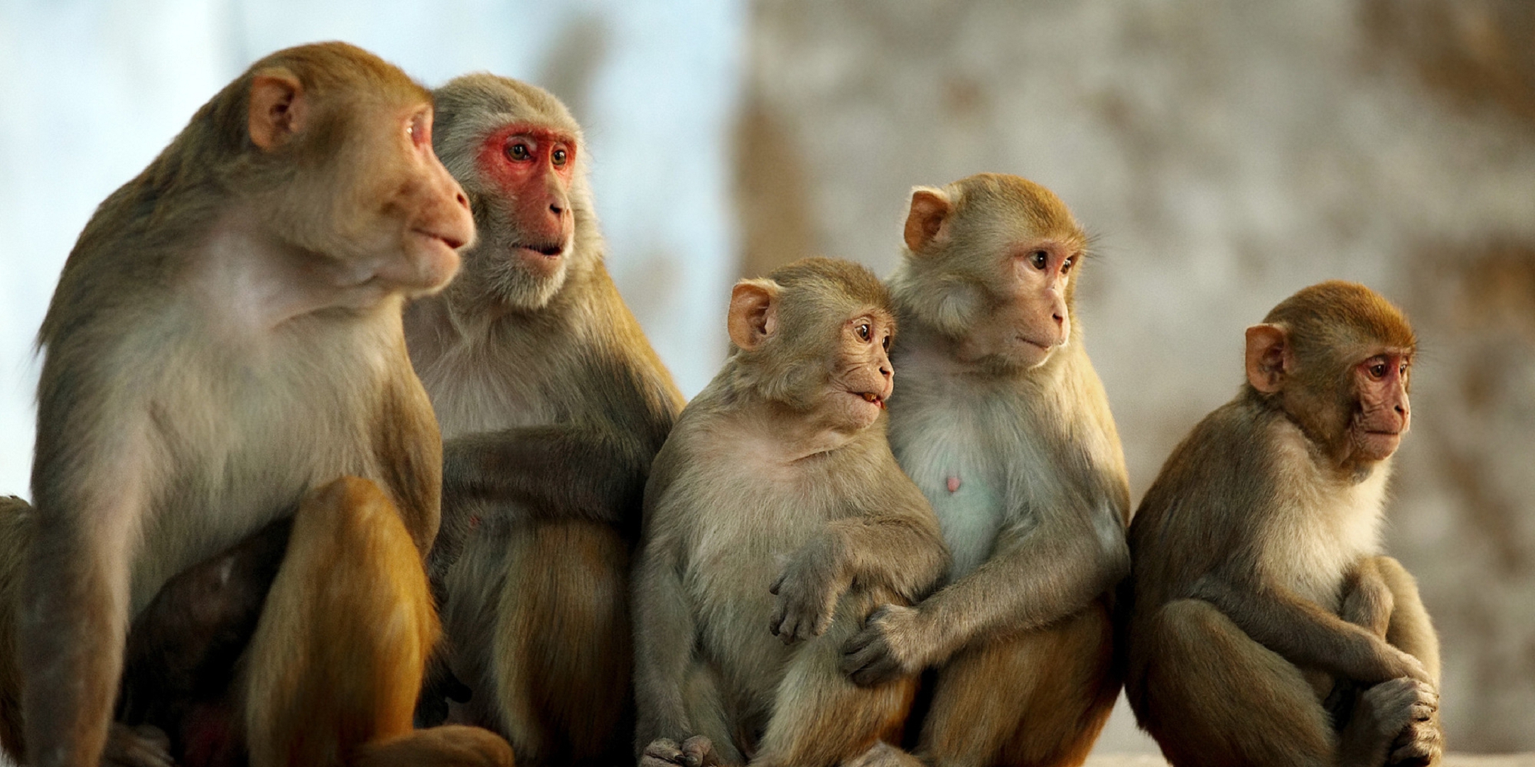 Monkey Wallpapers Images Photos Pictures Backgrounds