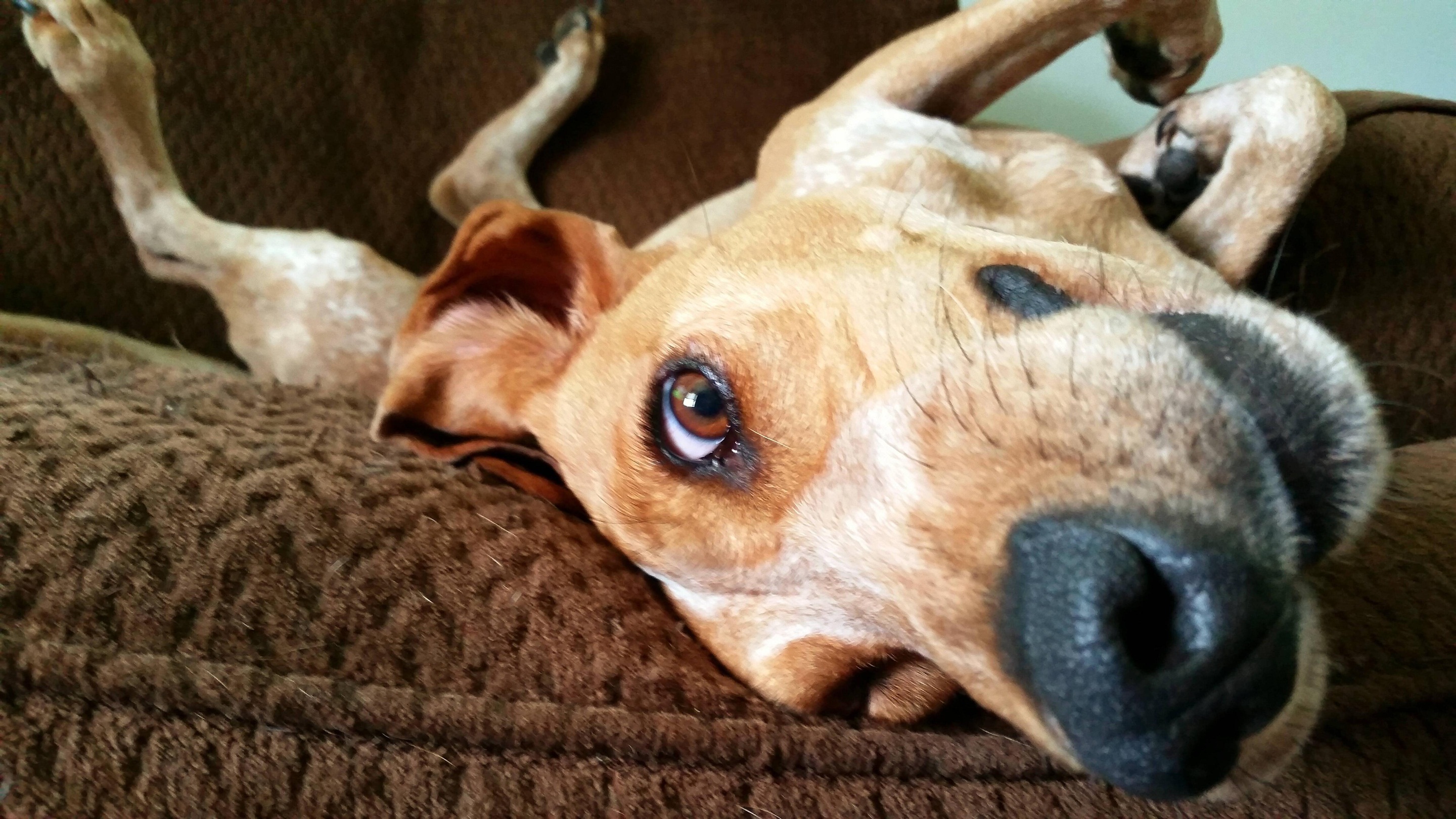 Funny Dog Close Up Face Wallpaper Funny Dog Close Up Face Wallpaper