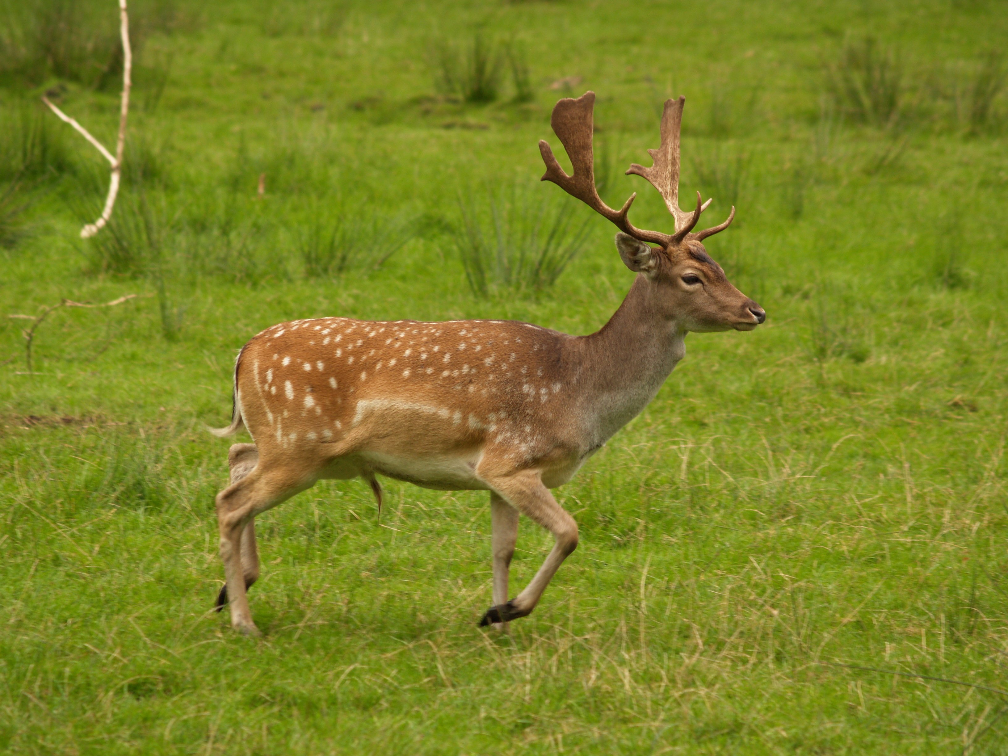 Deer High Definition Wallpapers Deer High Definition Wallpapers