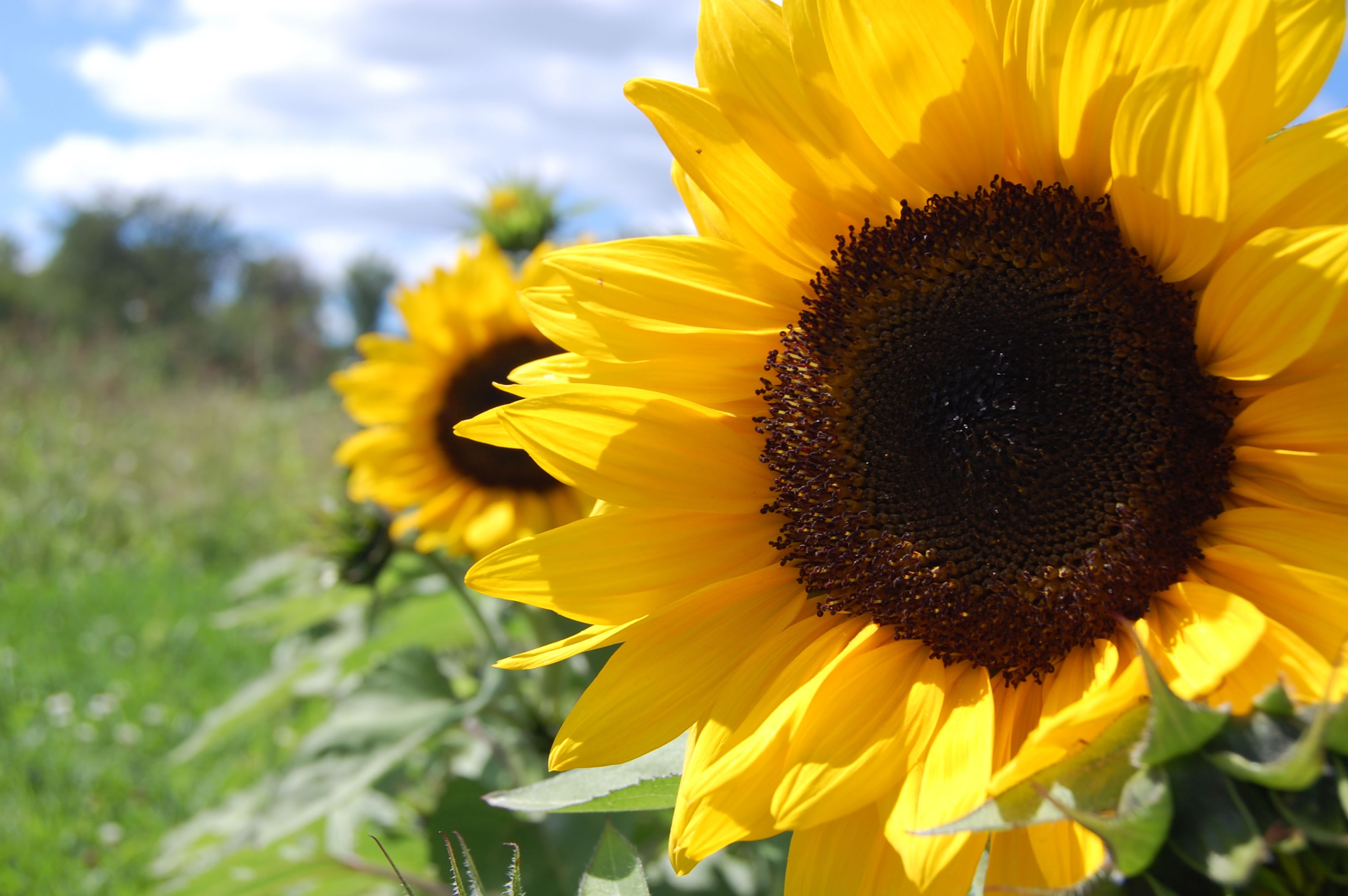 Sunflower Wallpapers Images Photos Pictures Backgrounds