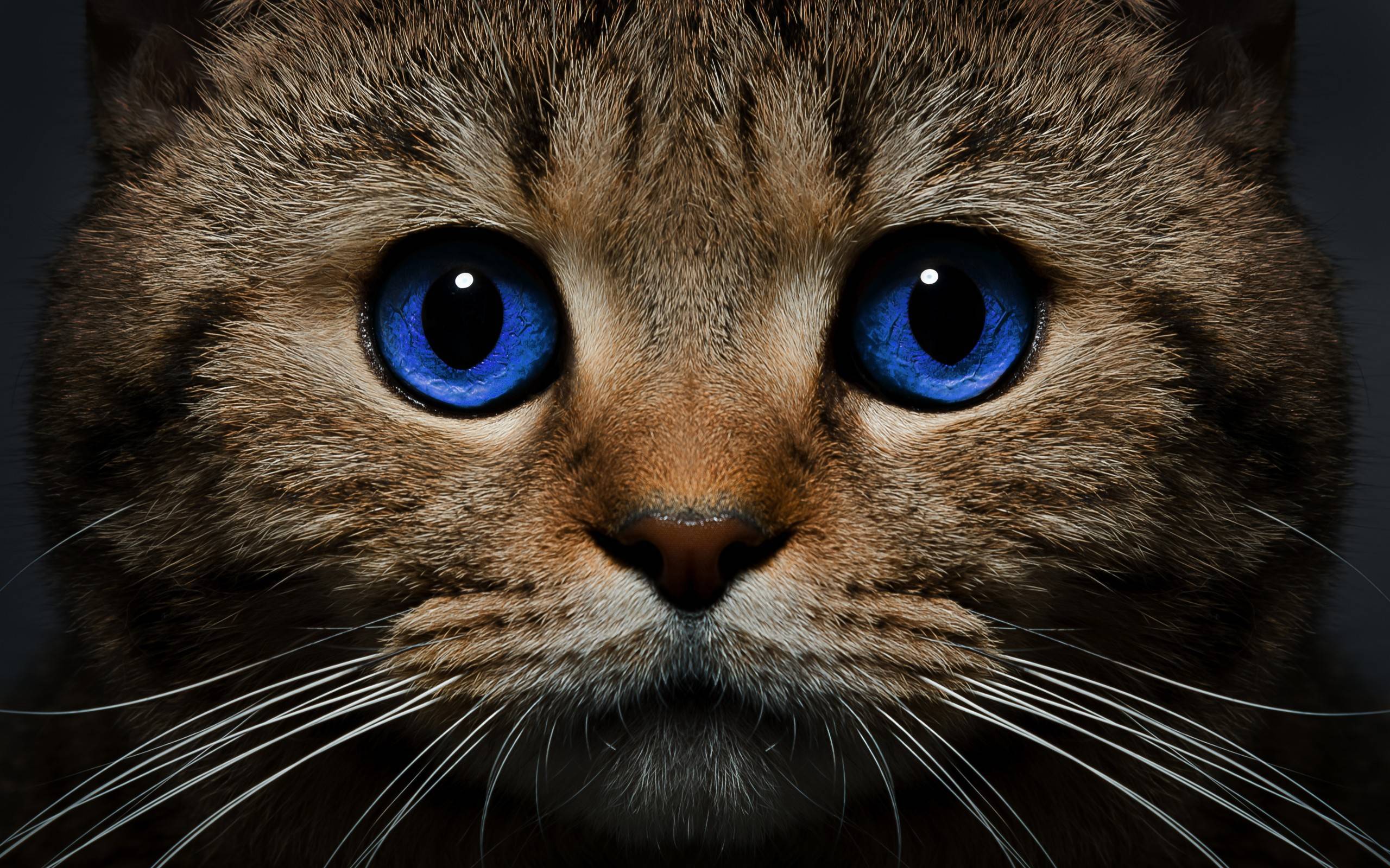Cat High Definition Wallpapers Cat High Definition Wallpapers
